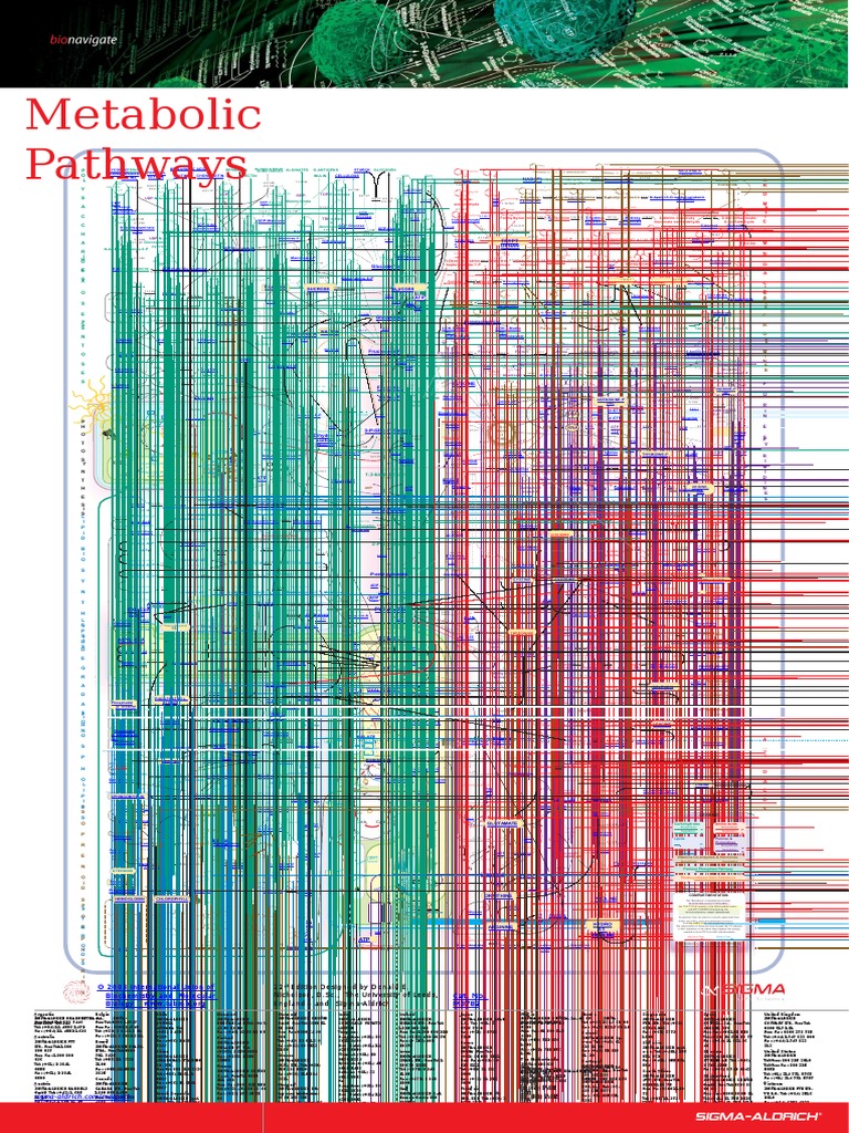 Metabolic Pathways Poster