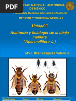 Anatomia Mosca Completa Con Imagenes | PDF