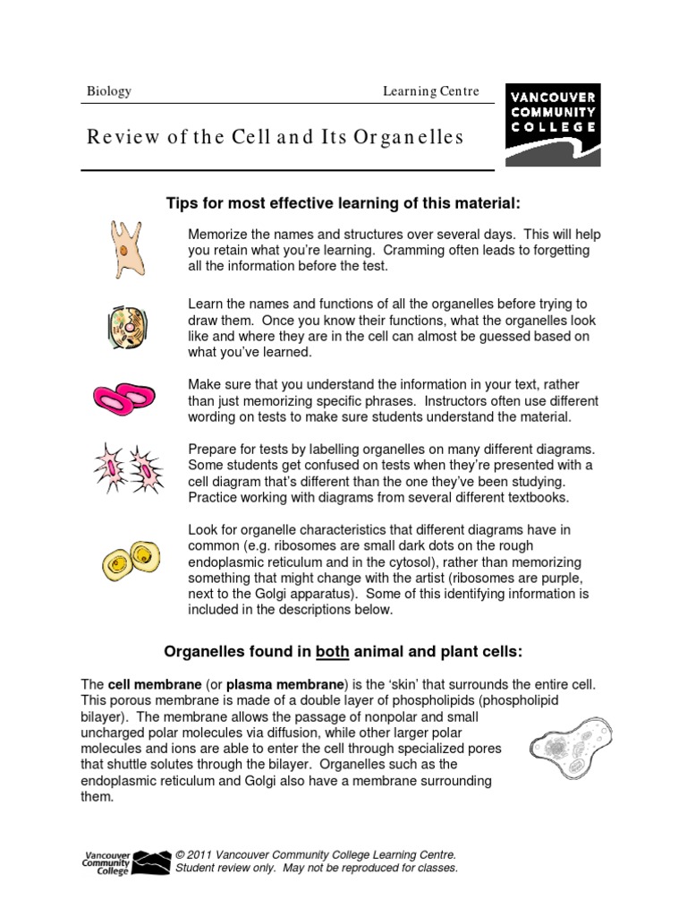 Review of The Cell and Its Organelles | PDF | Endoplasmic Reticulum ...