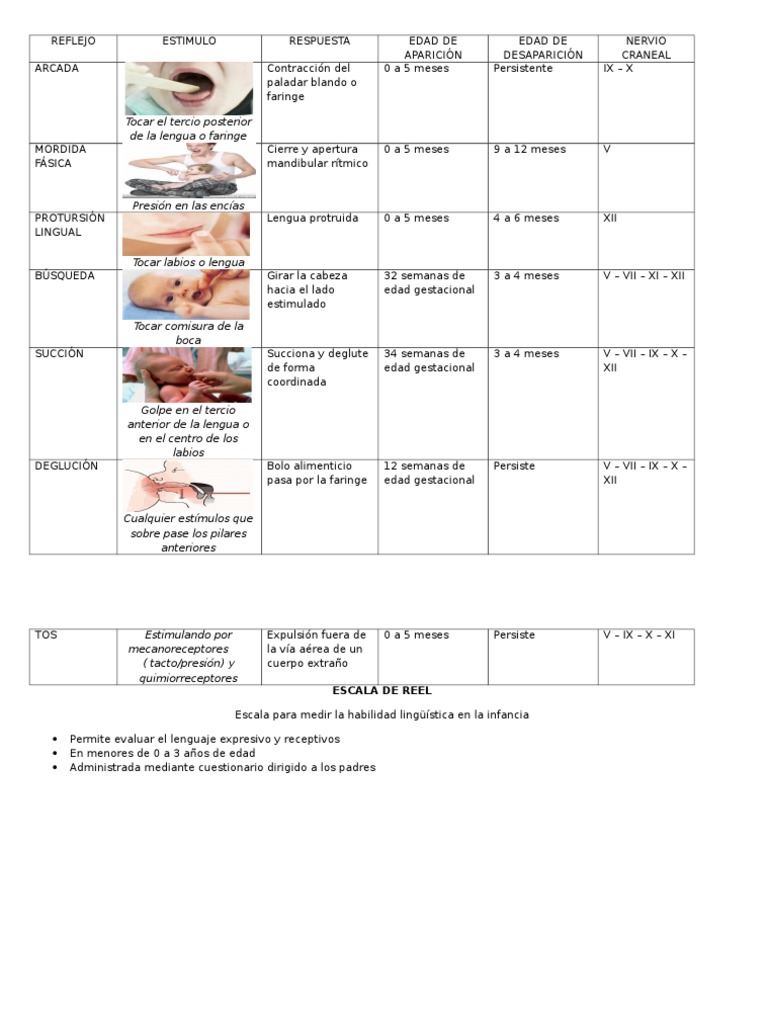 Tabla de Reflejo | PDF | Cabeza y cuello humanos | Anatomía humana