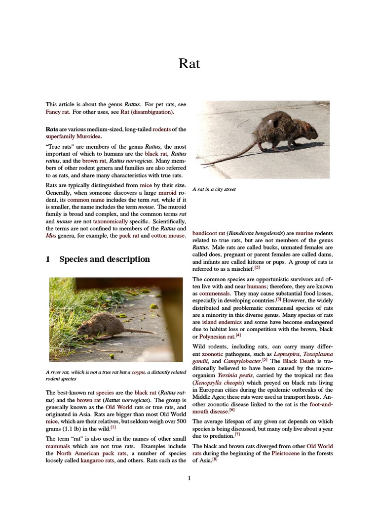 Rat | PDF | Rat | Rodent