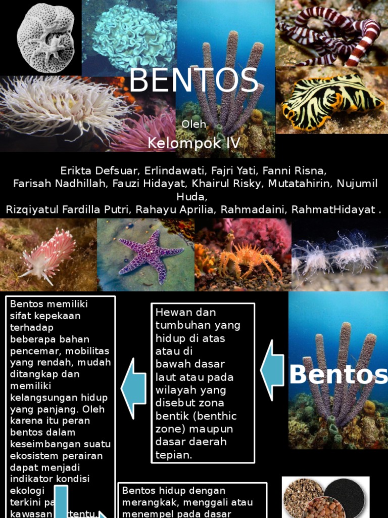 Benthos Presentation | PDF