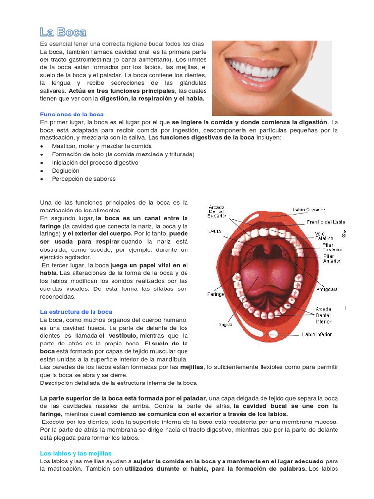 Partes de La Boca Crece Salud | PDF | Diente humano | Boca