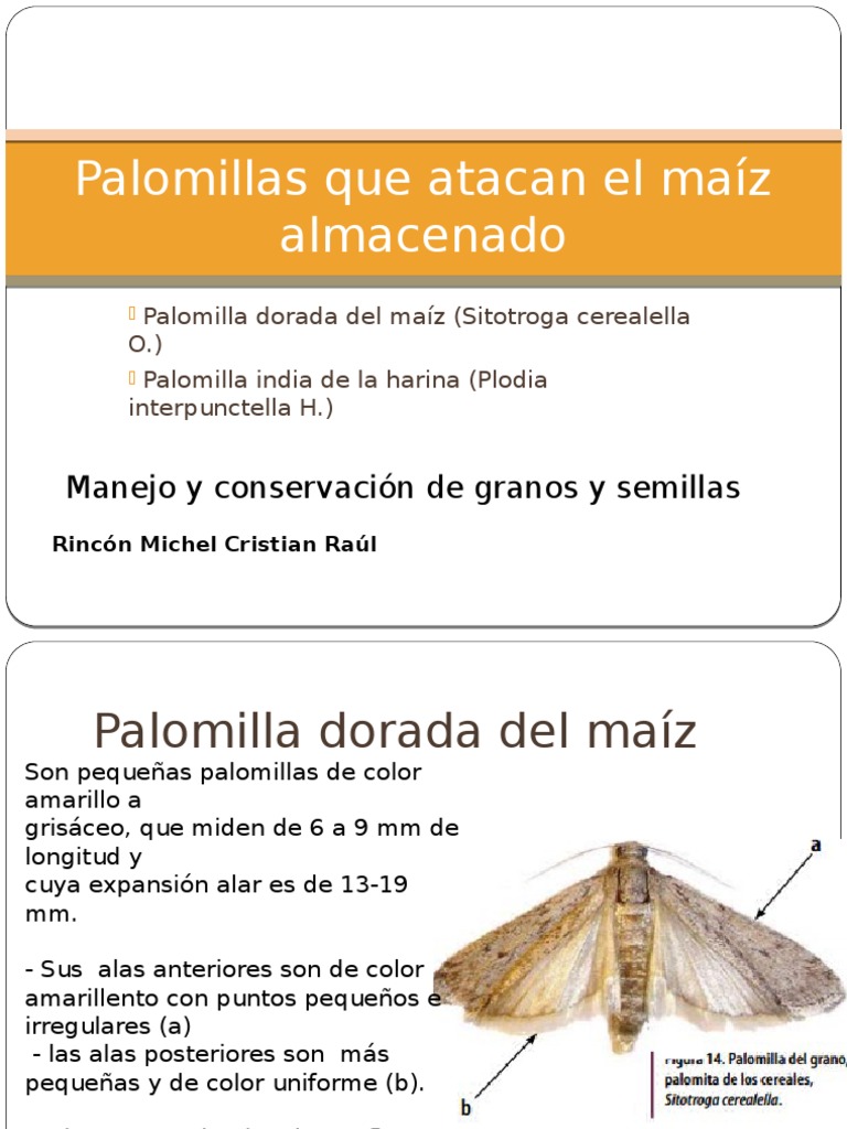 Palomillas Que Atacan El Maíz Almacenado | Maíz | Cereales