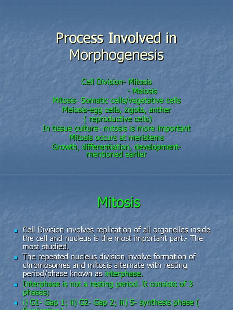 2 Process Involved in Morphogenesis Lecture 2 | PDF | Mitosis ...