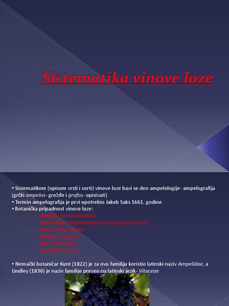 Sistematika Vinove Loze | PDF