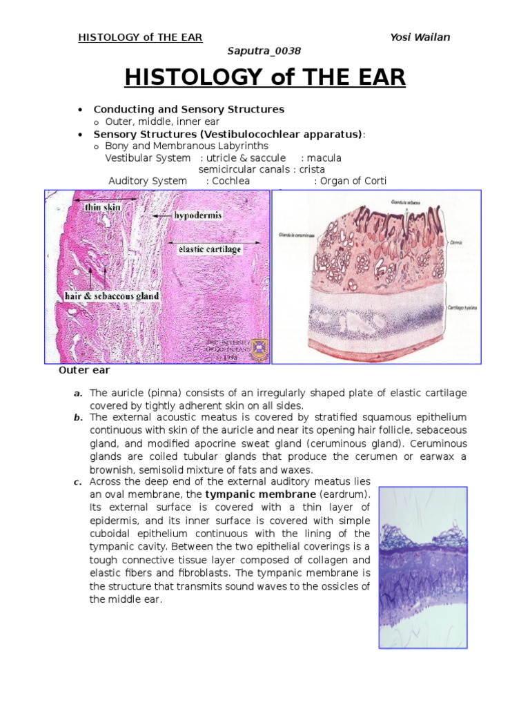 Histology of the Ear | Ear | Epithelium