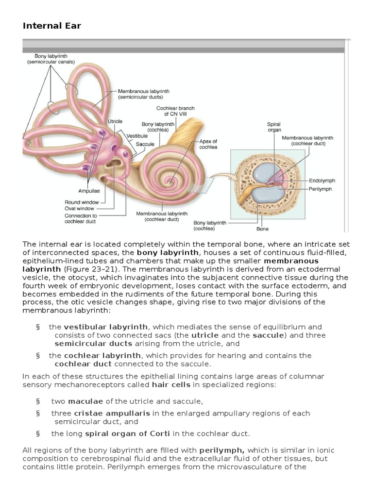 Internal Ear: Labyrinth (Figure 23-21) - The Membranous Labyrinth Is ...