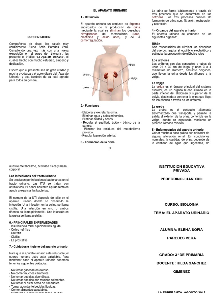 Triptico El Aparato Urinario | PDF | Sistema urinario | Orina