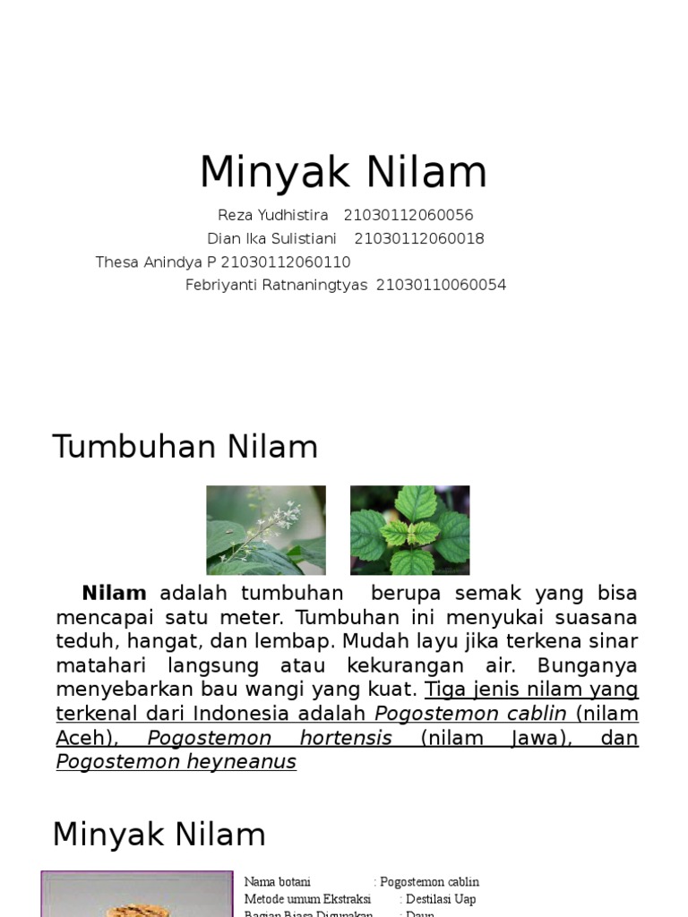 Panduan Minyak Nilam untuk Produsen | PDF