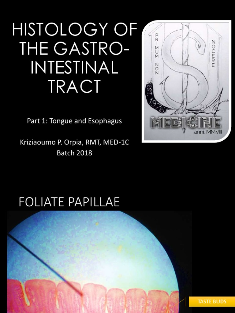 Histology of GIT Part 1 Esophagus PDF | PDF | Esophagus | Stomach