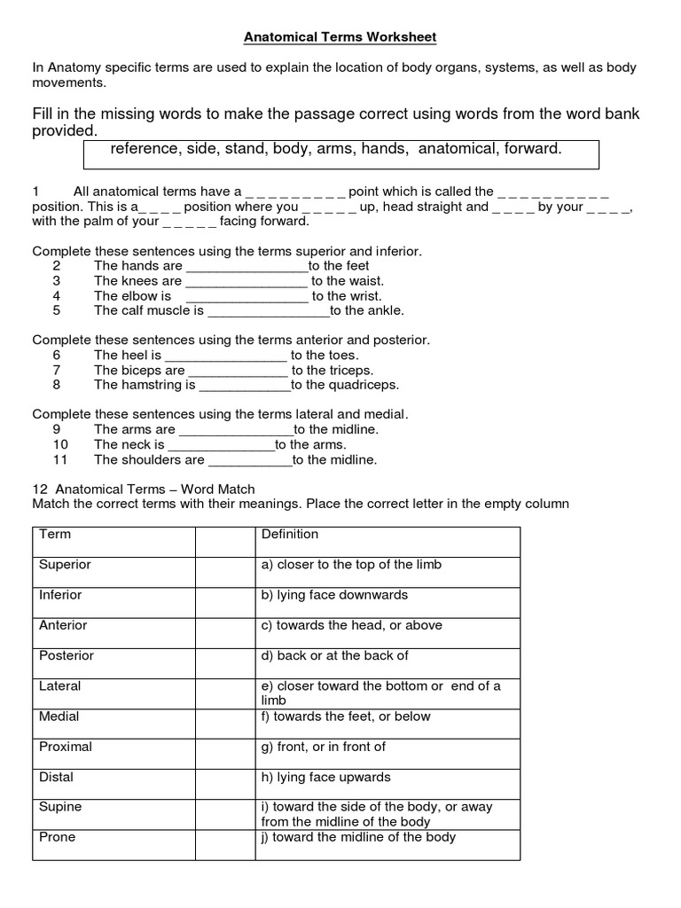 AnatomicalTermsWorksheet New | PDF | Anatomical Terms Of Location | Arm