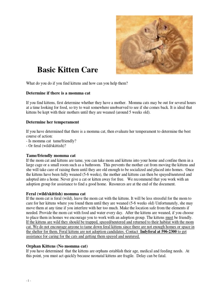 Basic Kitten Care | PDF | Kitten | Neutering