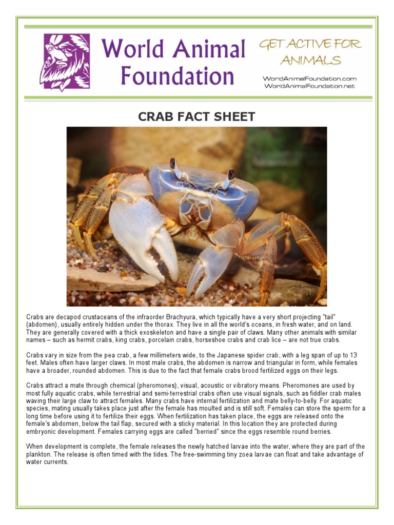 Crab Characteristics and Facts Sheet | PDF | Crab | Nature