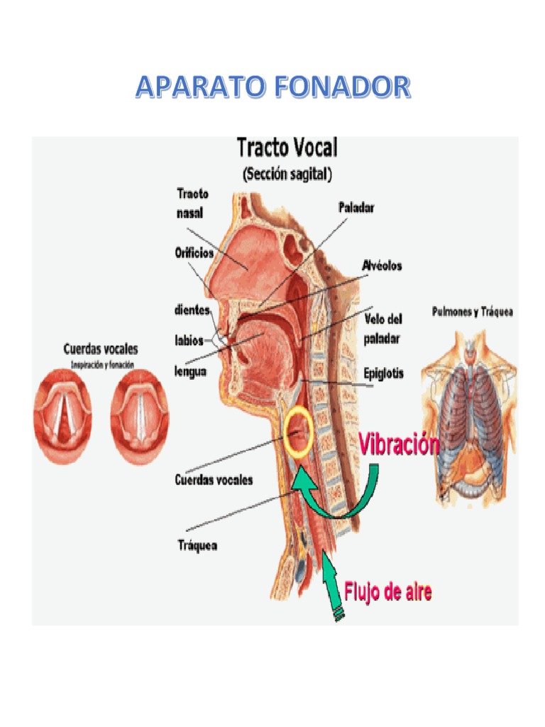 Aparato Fonador | PDF