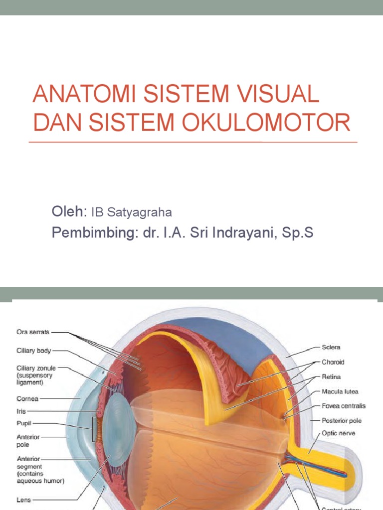 Anatomi Sistem Visual | PDF