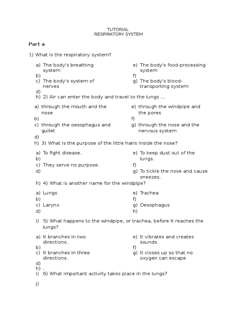 Respiratory System | PDF | Lung | Respiratory System