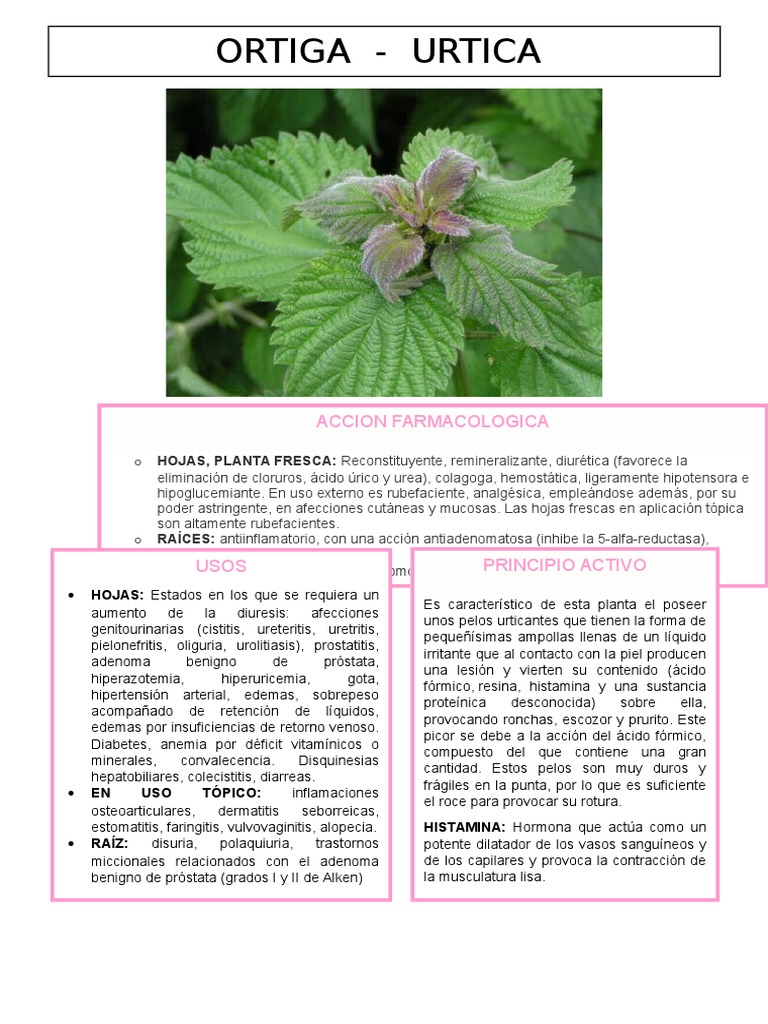 Ortiga | PDF | Especialidades Medicas | Medicina CLINICA