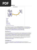 Estructura y función de la miosina | PDF | Biología Celular | Citoplasma