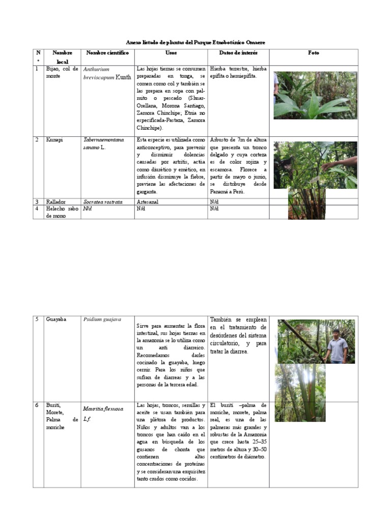 Anexos Omaere | PDF | Ayahuasca | Plantas