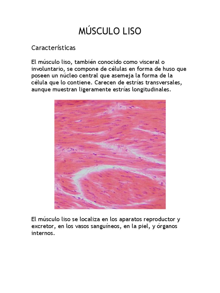 Histología del Músculo Liso: Características y Tipos | PDF