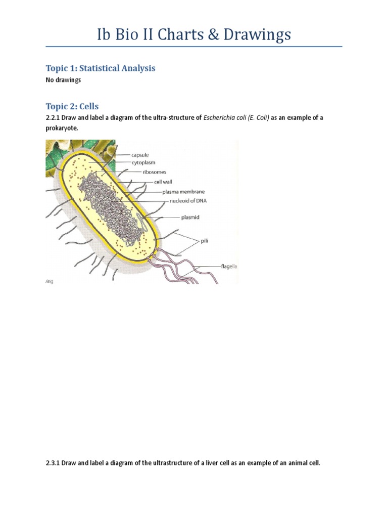 IB Bio Exam Drawings | PDF | Cell (Biology) | Lung