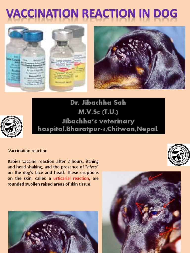 Rabies Vaccine Reactions in Dogs | PDF | Allergy | Vaccines