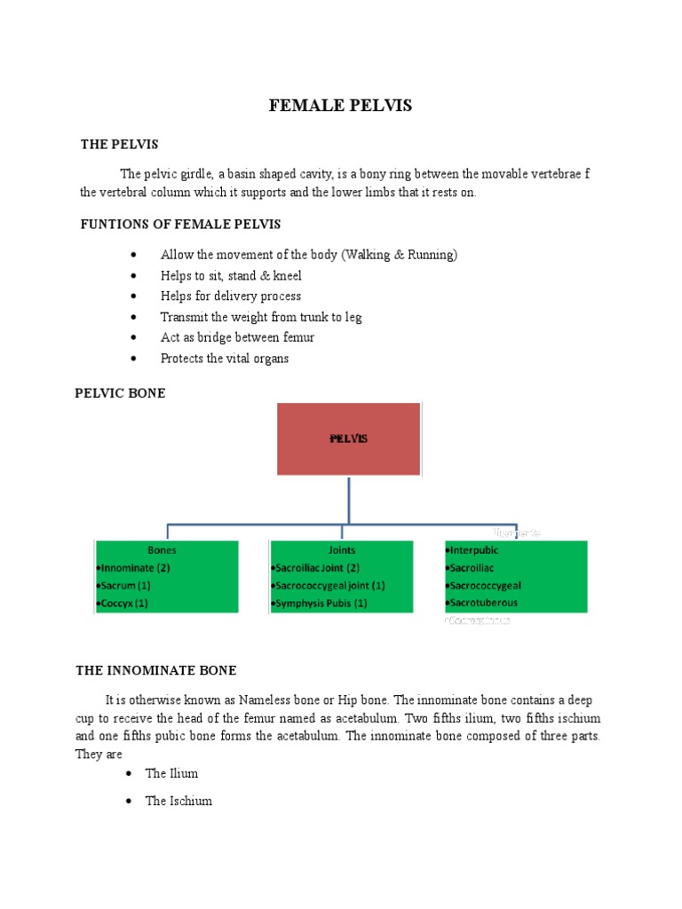 Female Pelvis | PDF | Pelvis | Skeletal System