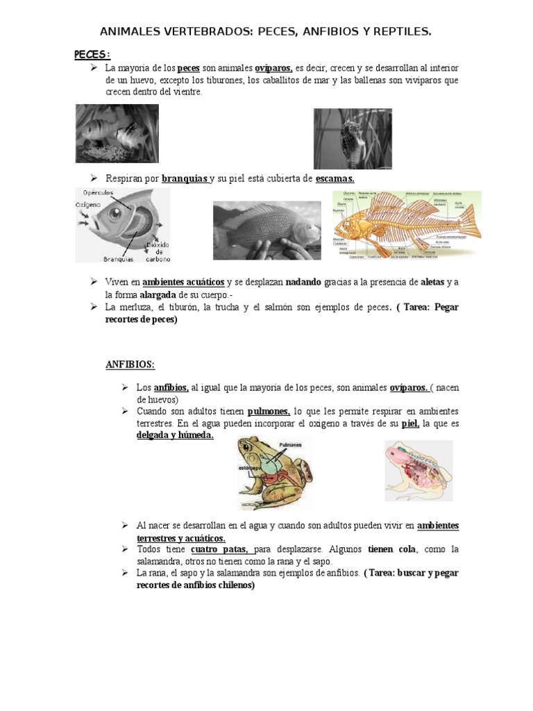 ANIMALES VERTEBRADOS Anfibios Peces Reptiles | PDF | Pescado | Anfibio