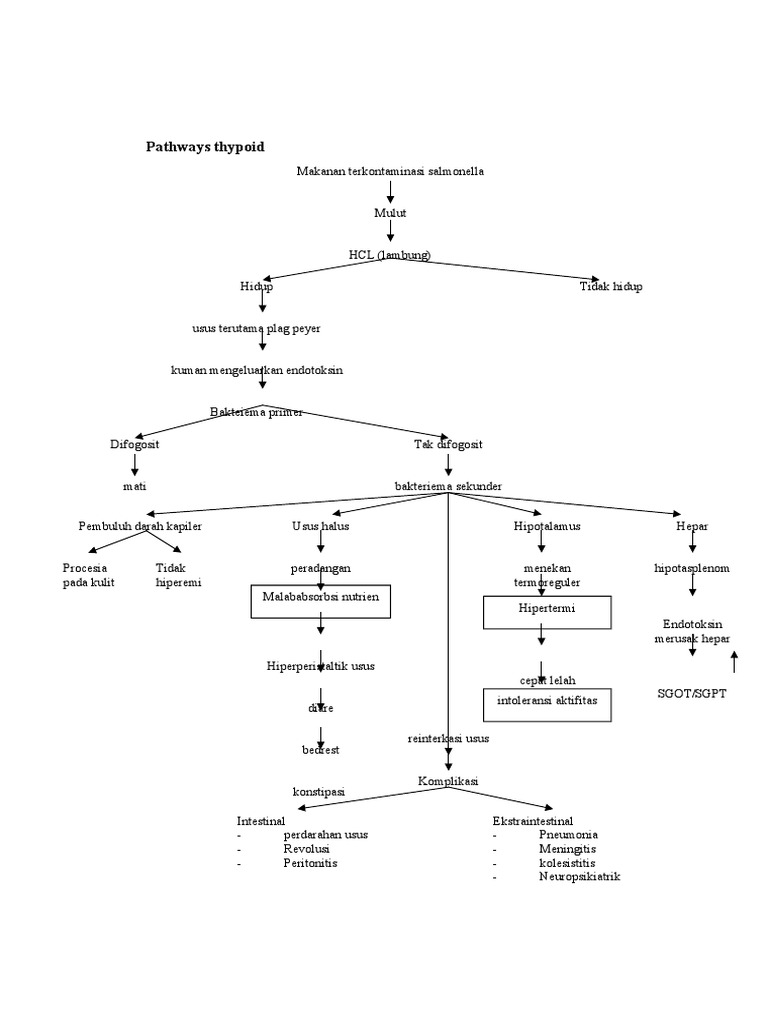 Pathways TYPHOID | PDF
