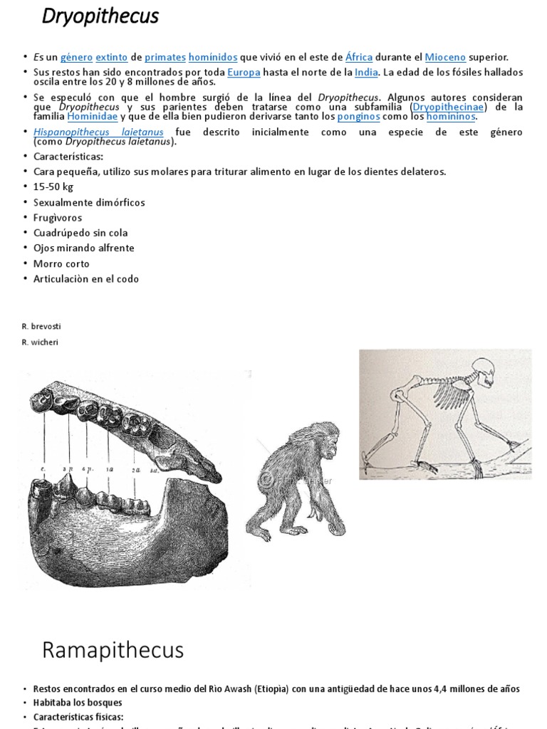 Dryopithecus | Hominidae | Homo Sapiens