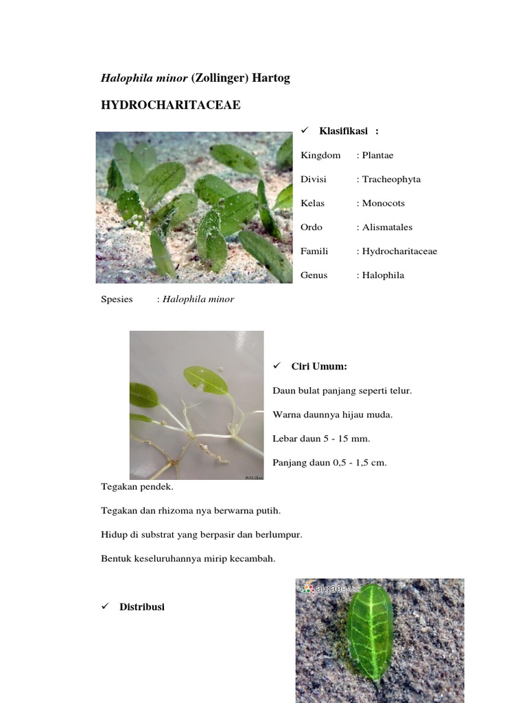 Halophila Minor | PDF