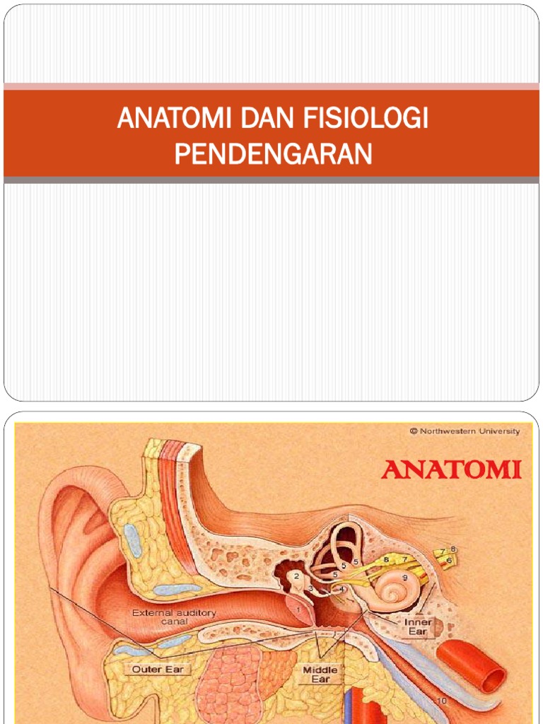 Fisiologi dan Anatomi Pendengaran | PDF | Kesehatan Holistik