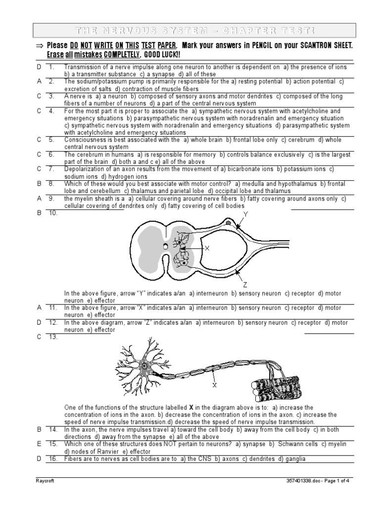 Test - Nervous System - Mult Choice A | PDF | Neuron | Axon