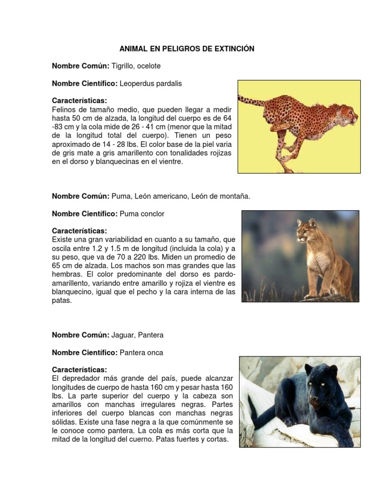 Animal en Peligros de Extinción | PDF | Puma | Jaguar
