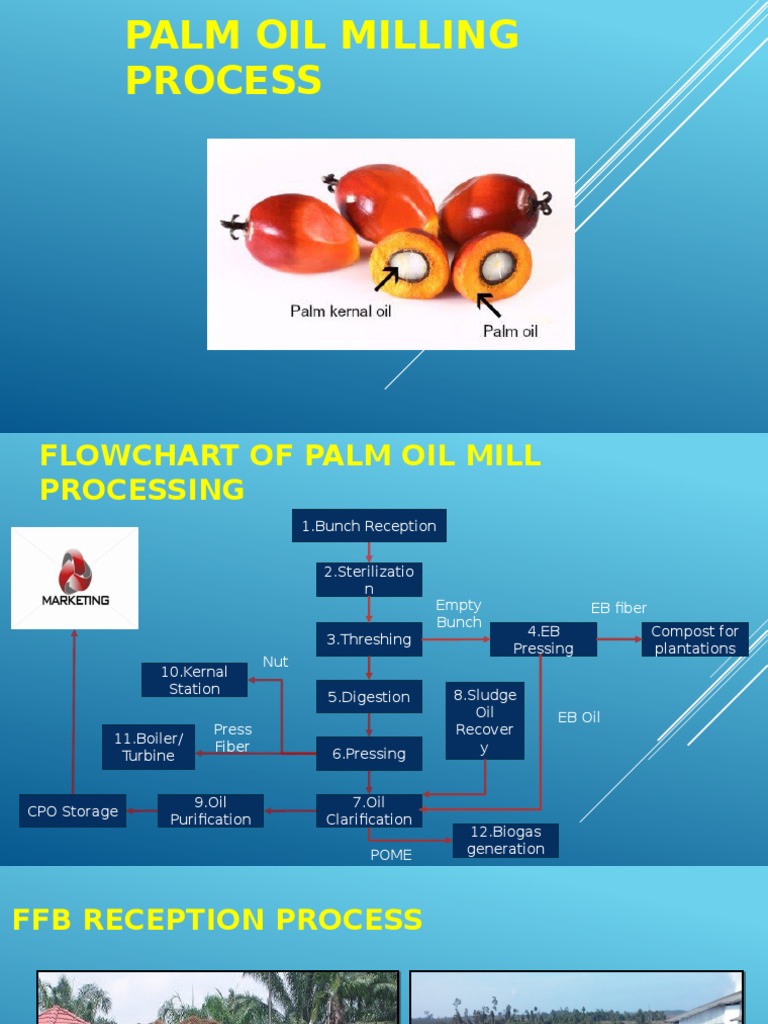 Palm Oil Mill Process | PDF | Steam | Boiler