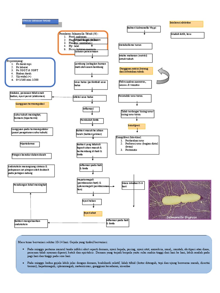 Pathway Demam Tifodid