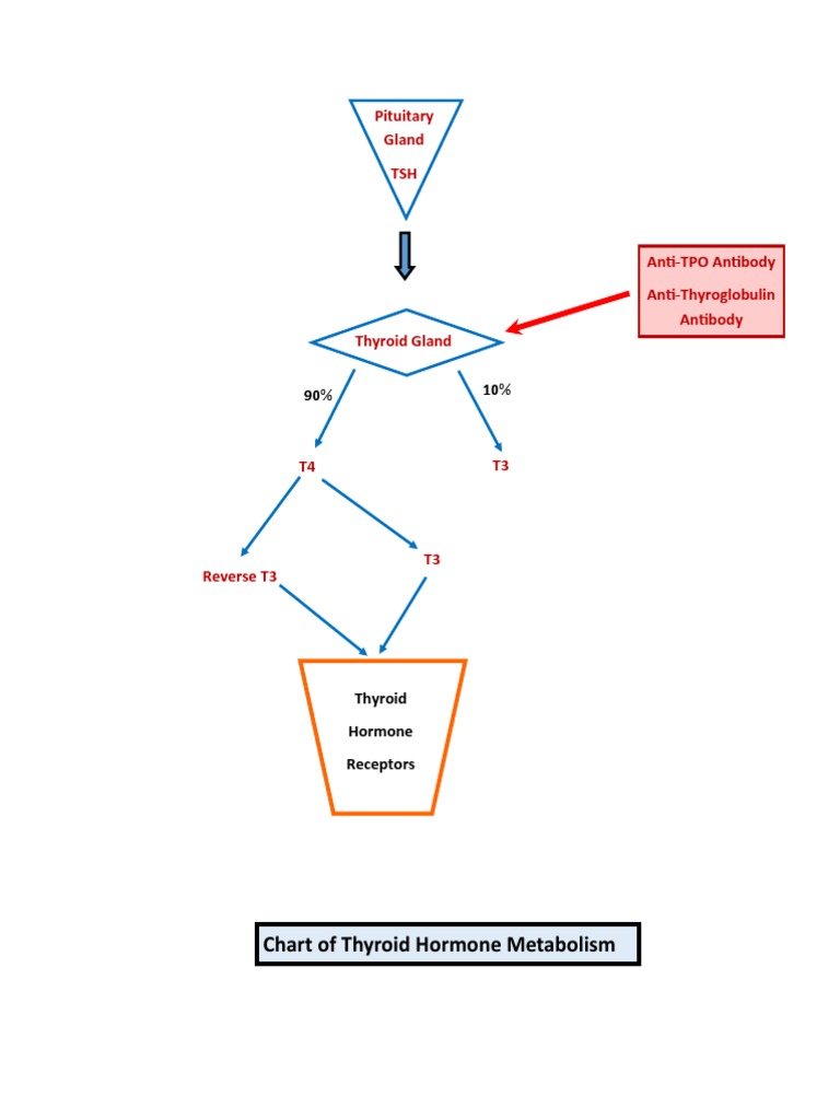 Pituitary Gland TSH: Chart of Thyroid Hormone Metabolism