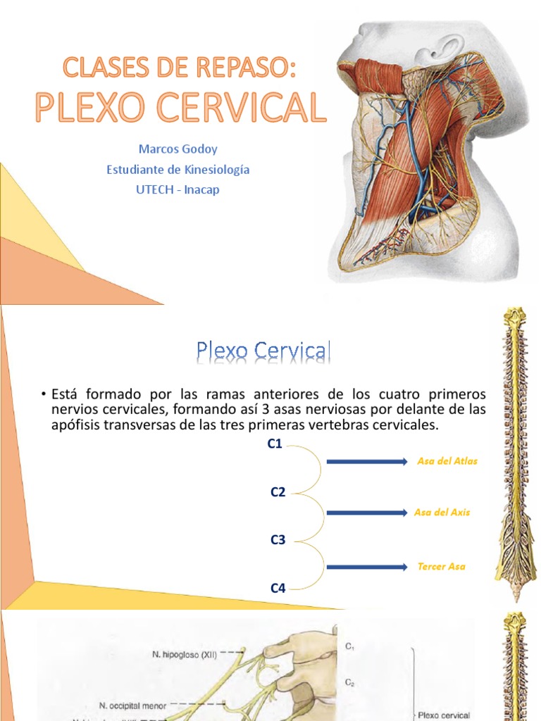 Anatomía del Plexo Cervical y Braquial | PDF | Anatomía humana | Cabeza ...