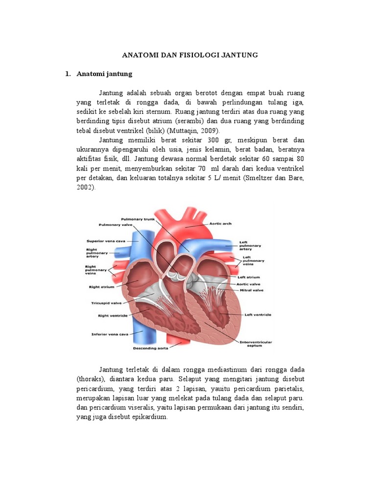 Anatomi Dan Fisiologi Jantung | PDF
