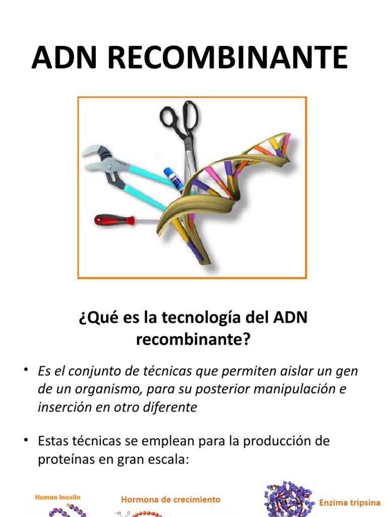 Adn Recombinante | PDF | Southern Blot | Adn