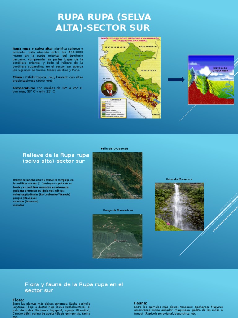 8 Regiones Selva Alta y Baja Rubén | PDF | Selva | Ciencias de la Tierra