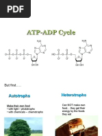 GenBio 1 Lesson 1 ATP and ADP Cycle | PDF | Adenosine Triphosphate | Adenosine Diphosphate