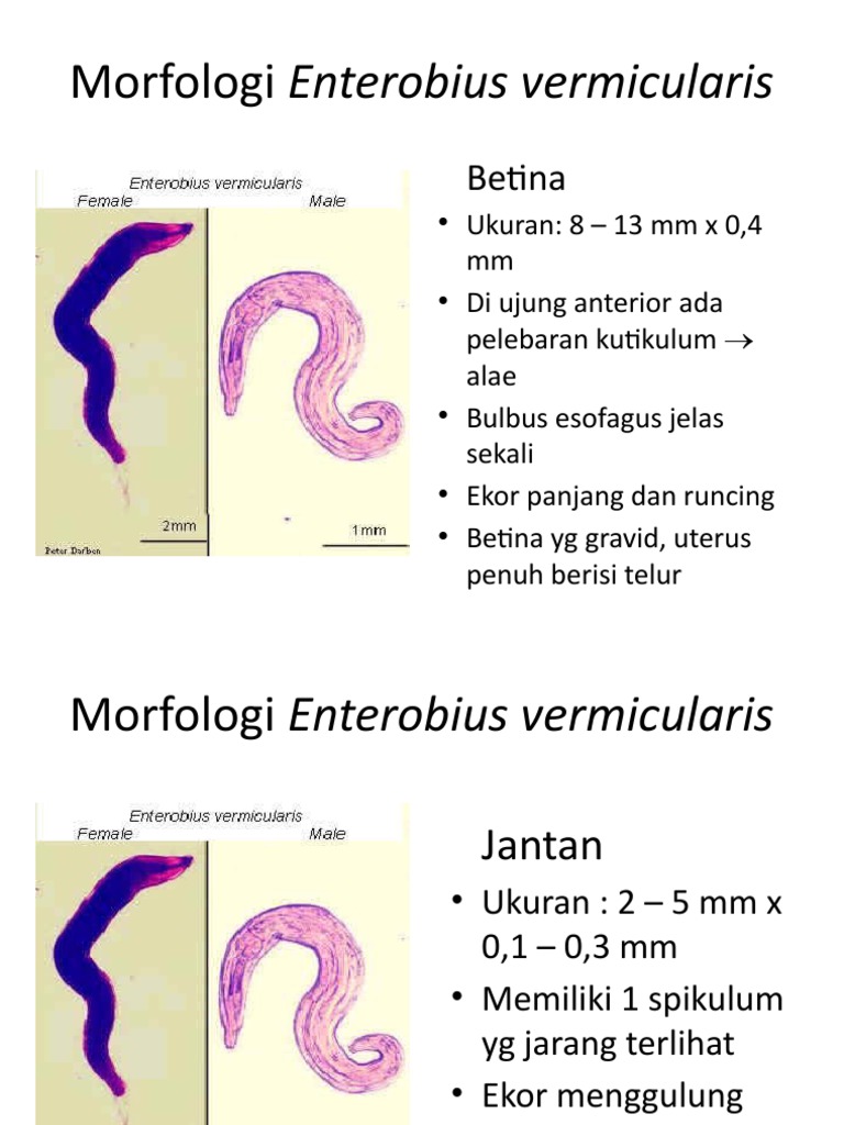 Morfologi Dan Siklus Hidup Enterobius Vermicularis | PDF