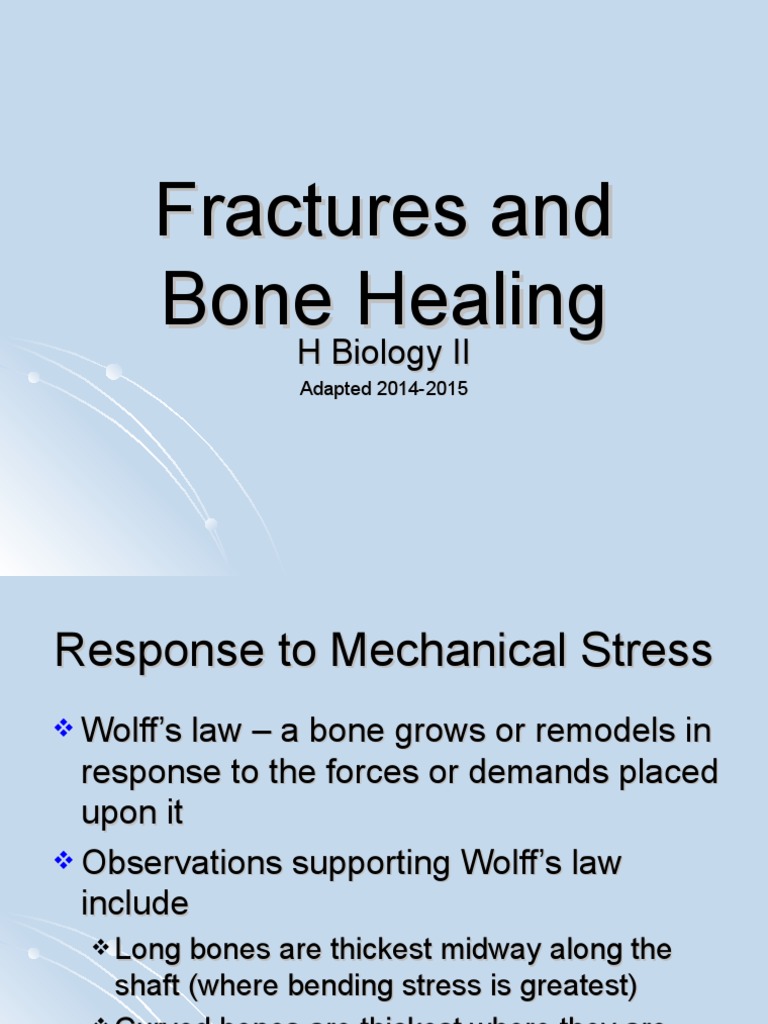 Bone Fracture Healing Stages | PDF | Bone | Healing
