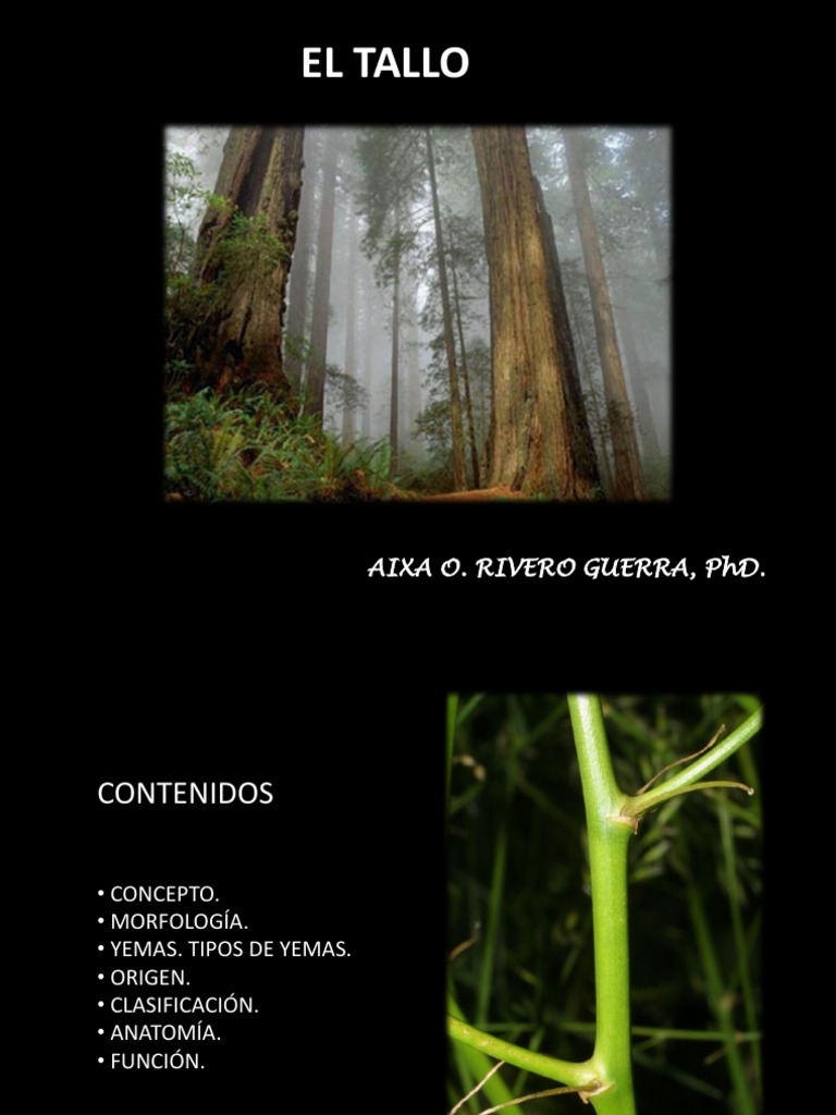 Morfología y Función del Tallo Vegetal | PDF | Tallo de la planta | Hoja