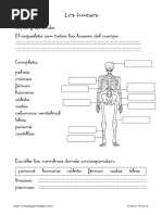 Esqueleto humano para recortar y armar | PDF