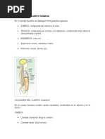 Divisiones de Anatomía y Fisiología | PDF | Términos anatómicos de ...