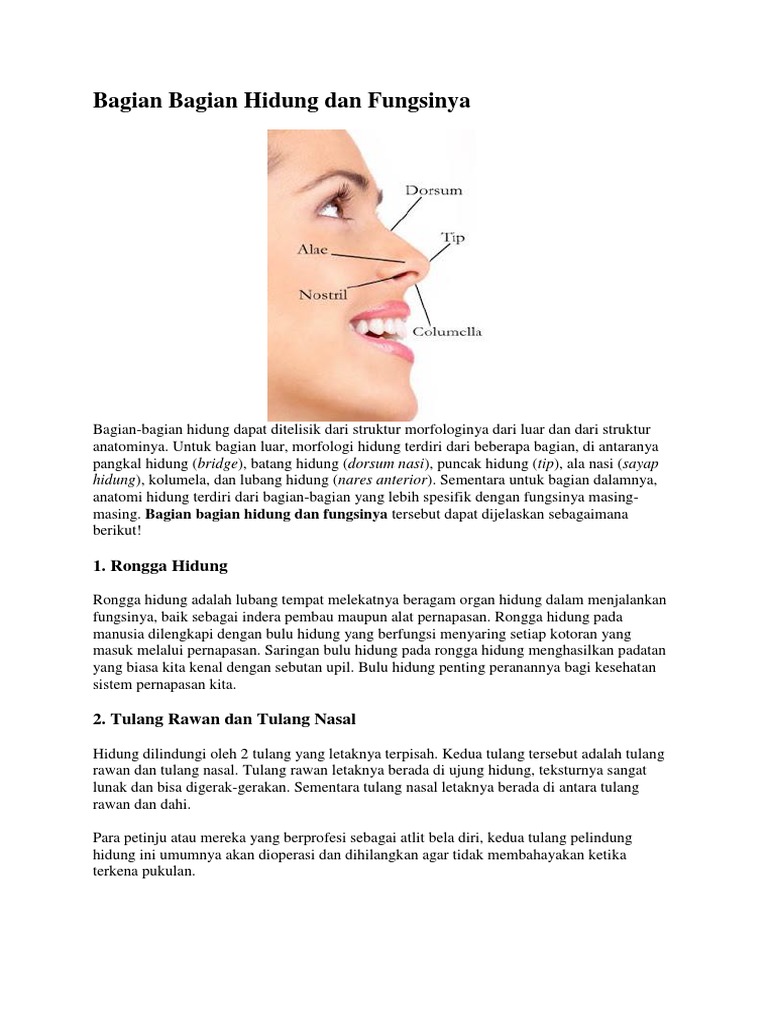 Bagian Bagian Hidung Dan Fungsinya | PDF