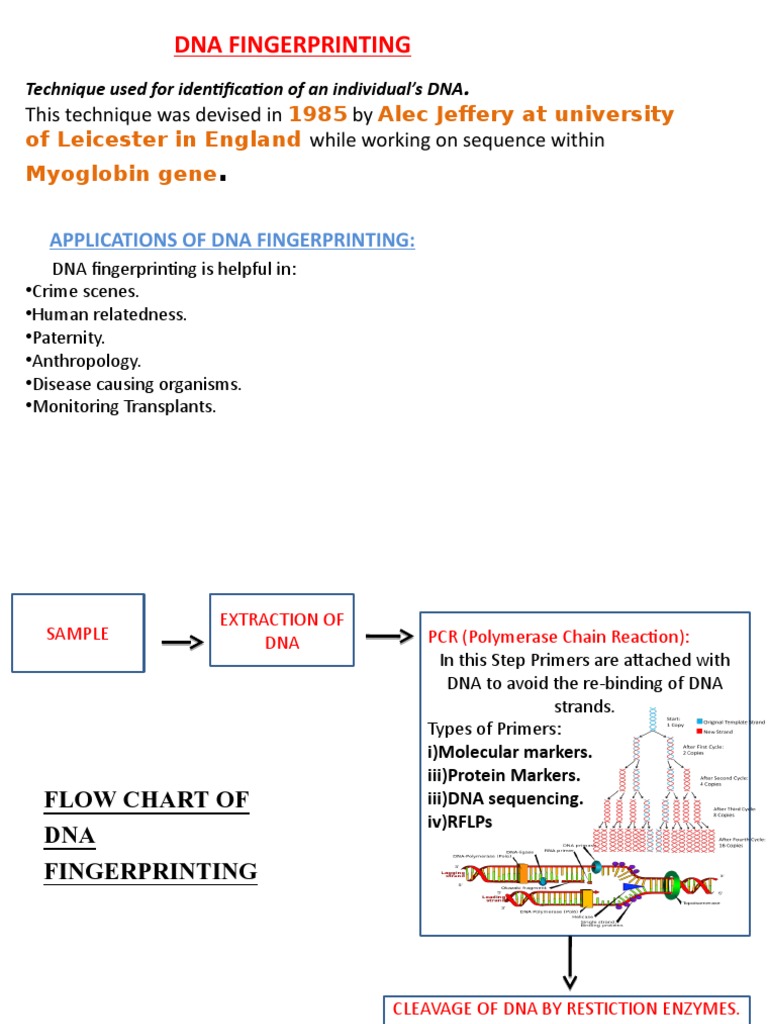 Dna Fingerprinting: This Technique Was Devised in by While Working On ...